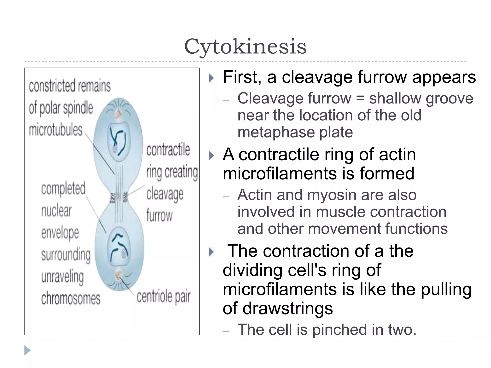 CELL DIVISION.pptx | Infertility | Reproductive Health