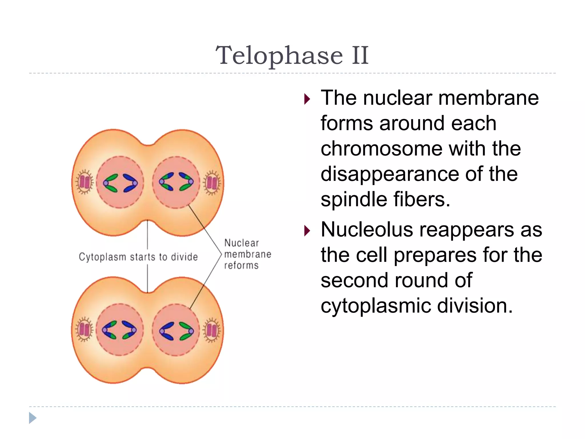 CELL DIVISION.pptx