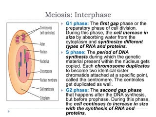 CELL DIVISION.pptx