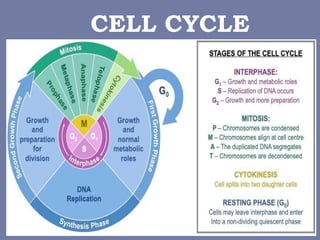 CELL DIVISION.pptx