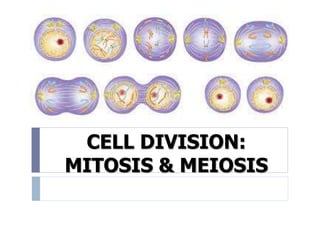 CELL DIVISION.pptx