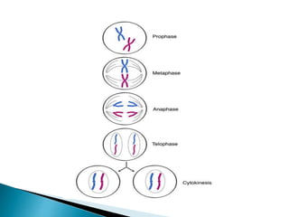 CELL DIVISION | PPTX