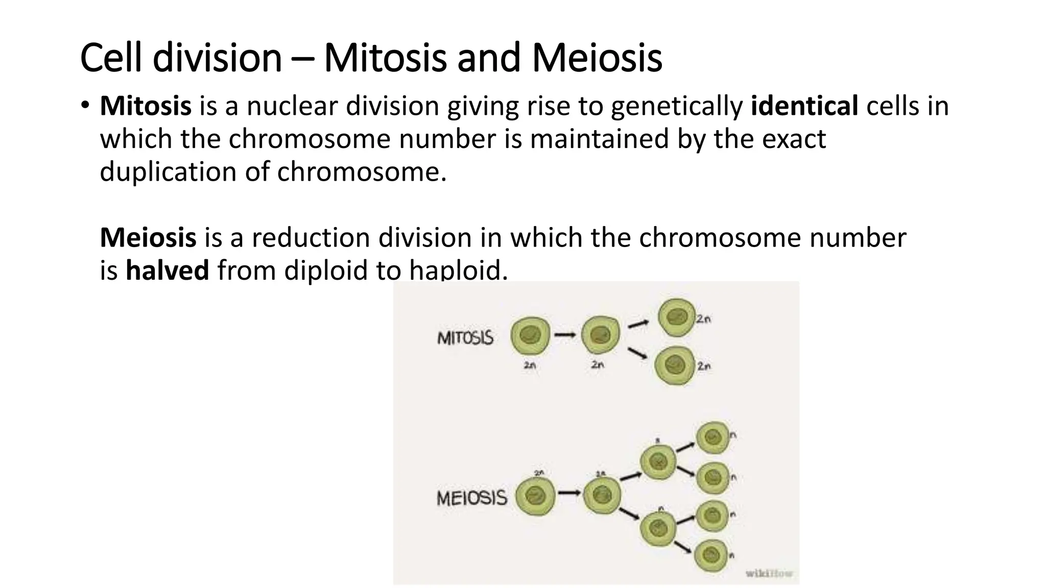 Cell Division, International GCSE, biology | PPTX
