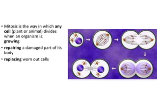 Cell Division, International GCSE, biology | PPTX