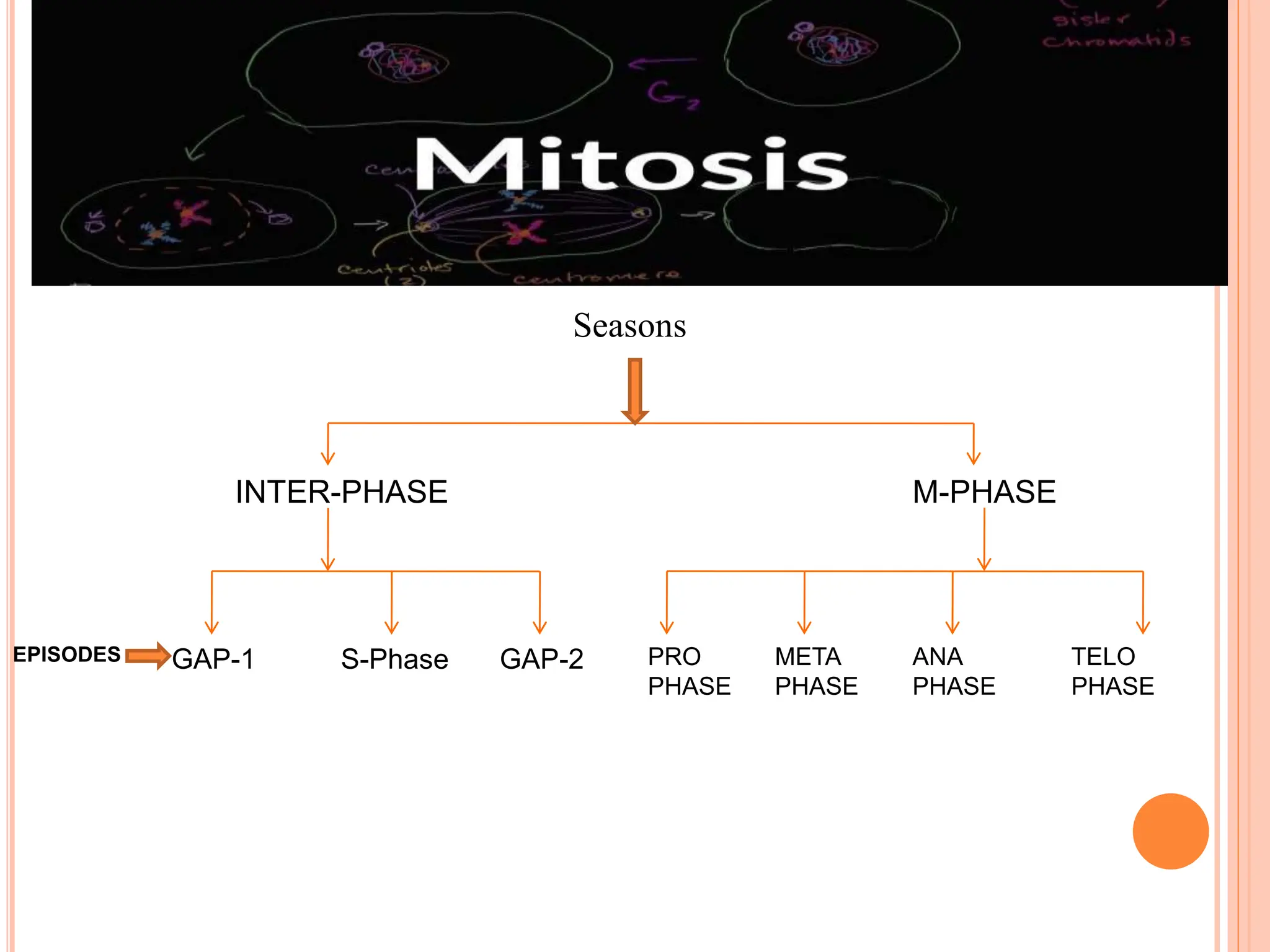 cell division.pptx mitosis pdf and ppt . | PPTX | Biological Sciences | Science