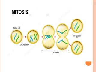 cell division.pptx mitosis pdf and ppt . | PPTX | Biological Sciences ...