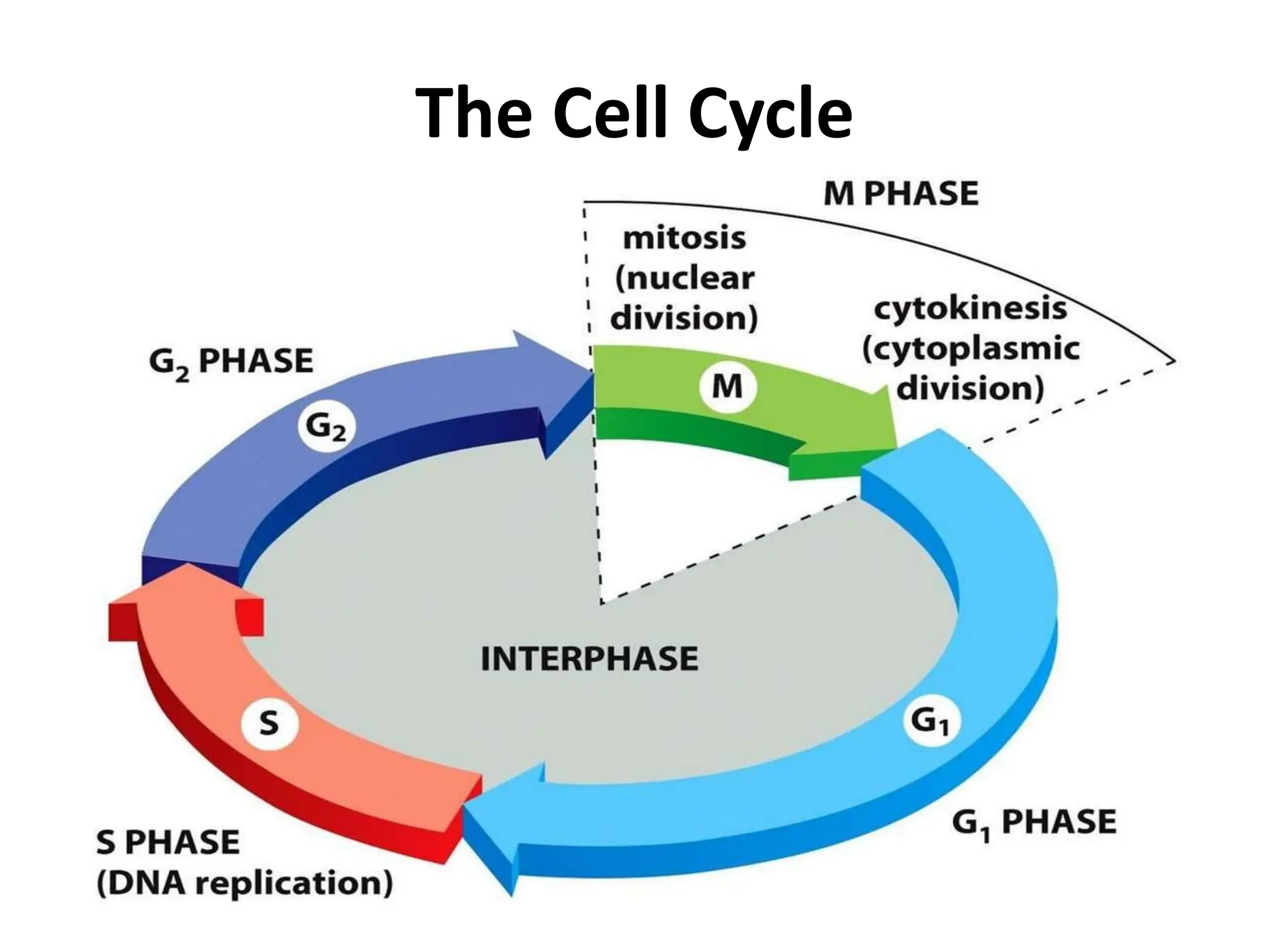 cell division by zoencute science 8.pptx