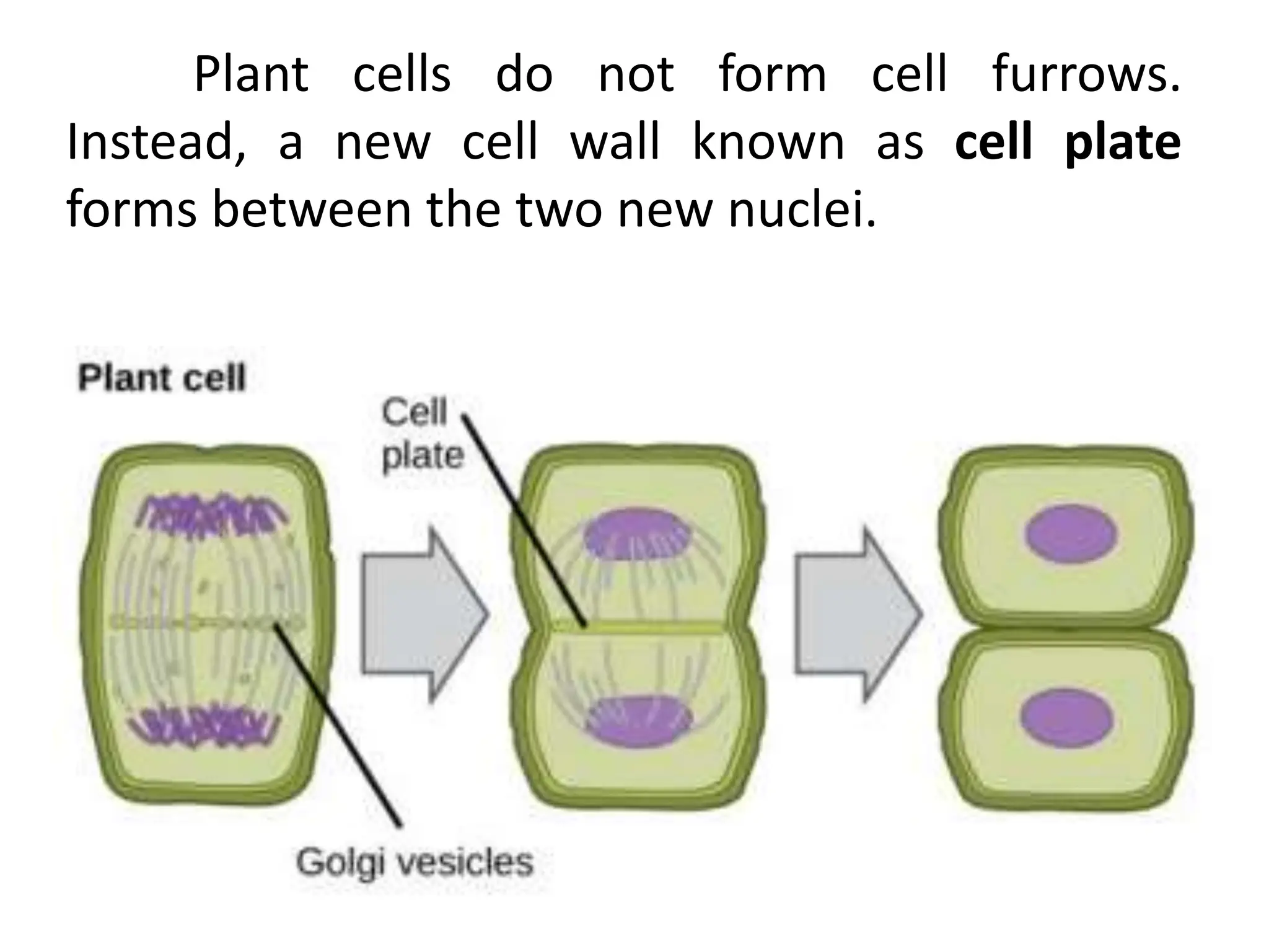 cell division by zoencute science 8.pptx