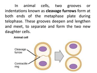 cell division by zoencute science 8.pptx