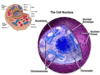 cell division by zoencute science 8.pptx