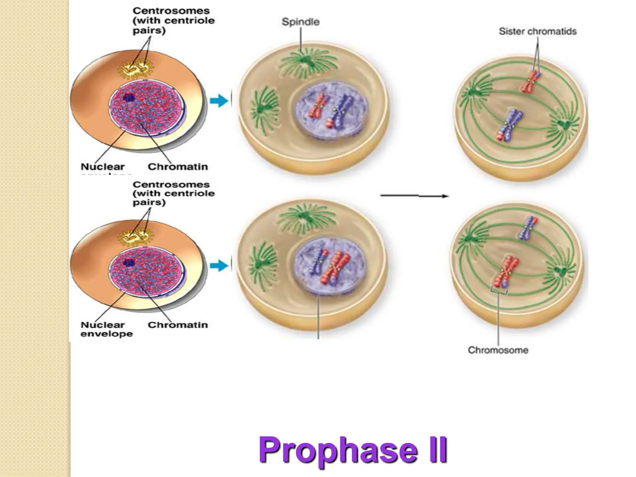 CELL DIVISION- Decoding Cell Division: The Dance of Life's Continuity ...