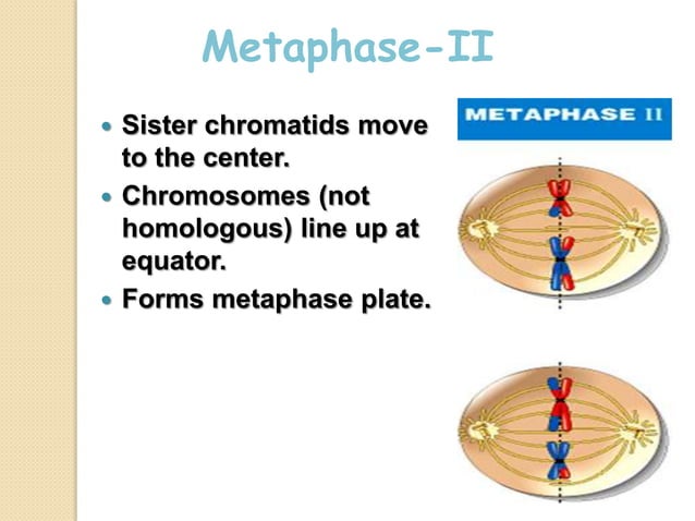 CELL DIVISION- Decoding Cell Division: The Dance of Life's Continuity ...