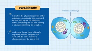 Cell Division.pptxnmhvhjkbhbh.bjkb.jkjn nk | PPT