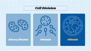 Cell Division.pptxnmhvhjkbhbh.bjkb.jkjn nk | PPT