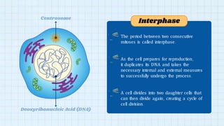 Cell Division.pptxnmhvhjkbhbh.bjkb.jkjn nk | PPT