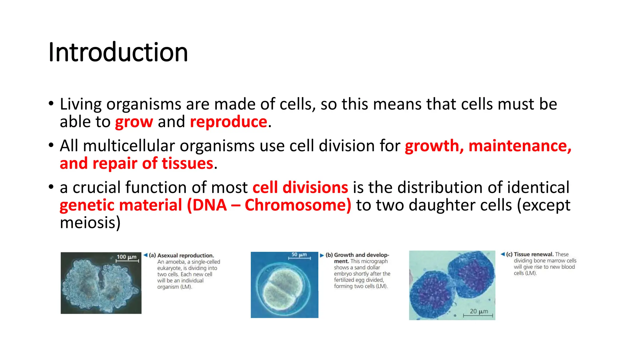 Cell Division-Mitosis (Prophase,Meaphase,Anaphase,Telophase).pptx