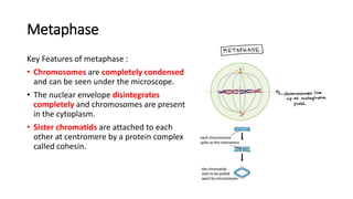 Cell Division-Mitosis (Prophase,Meaphase,Anaphase,Telophase).pptx