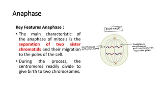 Cell Division-Mitosis (Prophase,Meaphase,Anaphase,Telophase).pptx