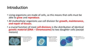 Cell Division-Mitosis (Prophase,Meaphase,Anaphase,Telophase).pptx