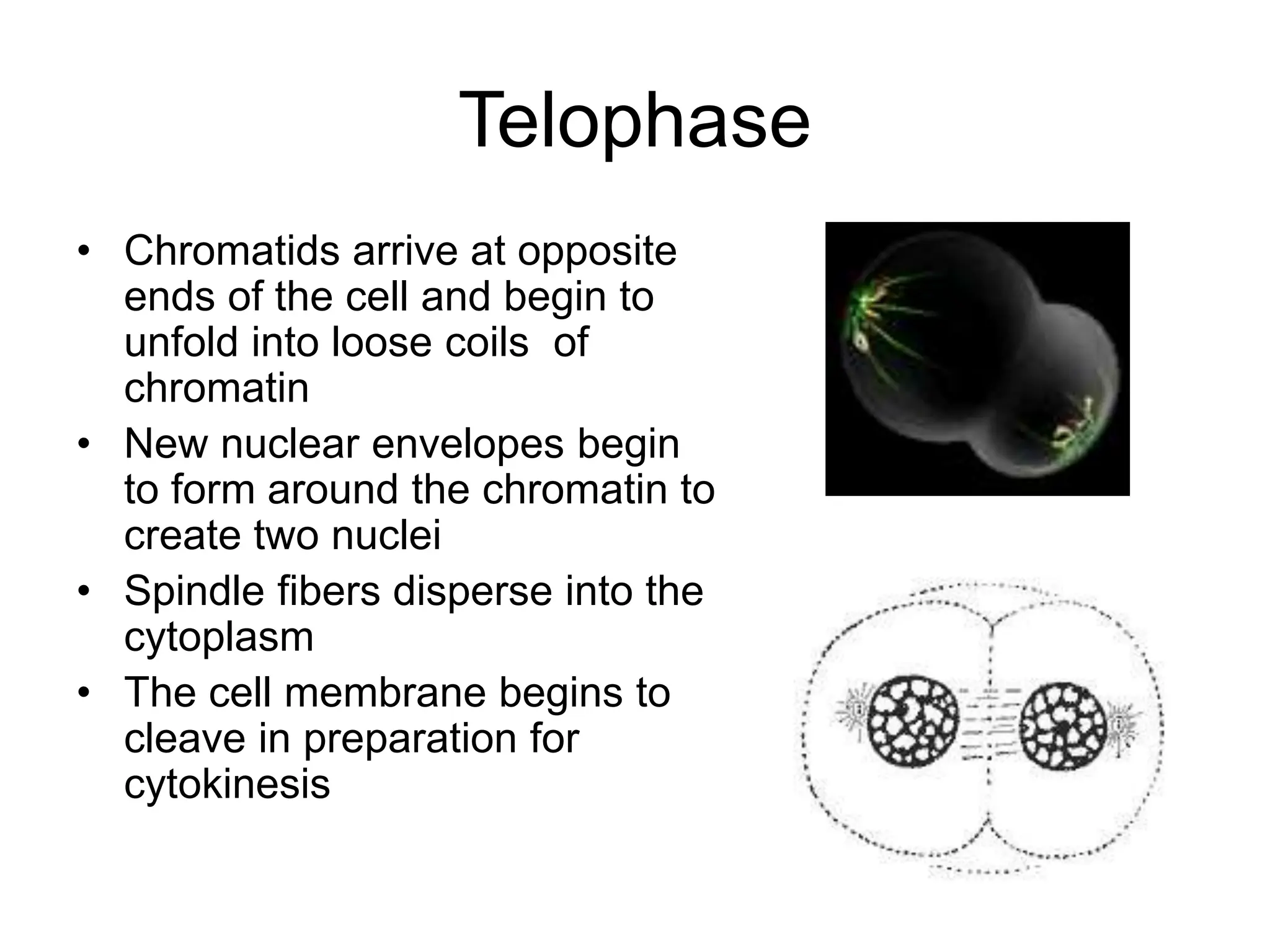 Cell division in human ( M - phase and interphase) | PPT