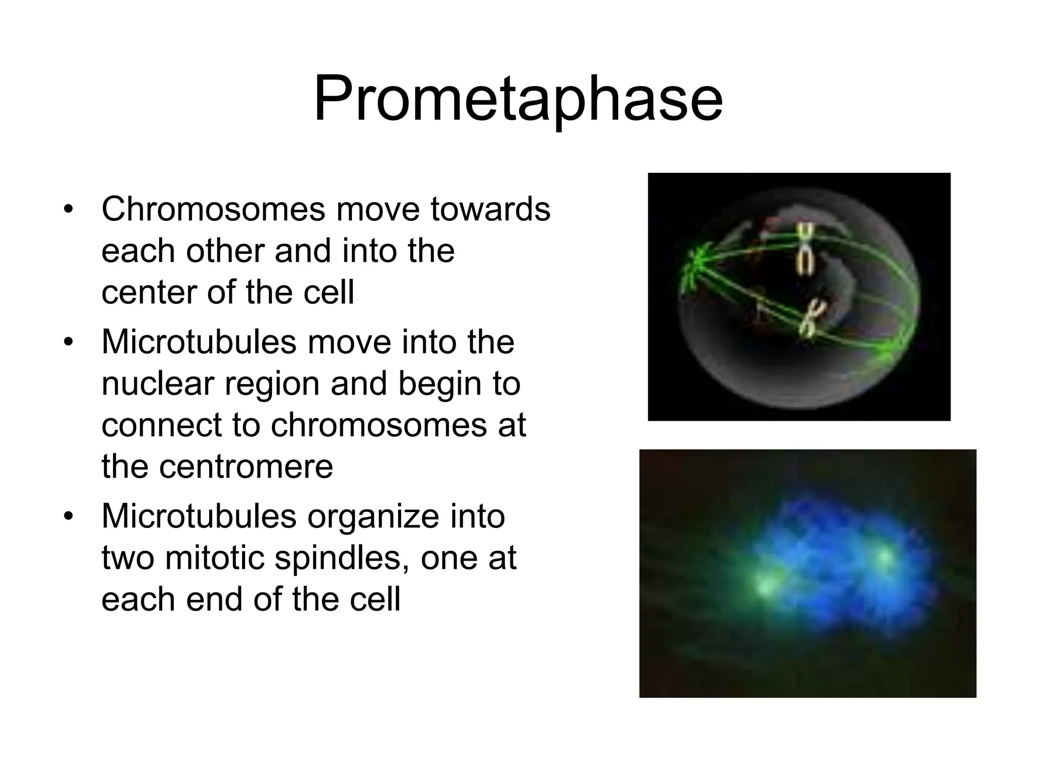 Cell division in human ( M - phase and interphase) | PPT