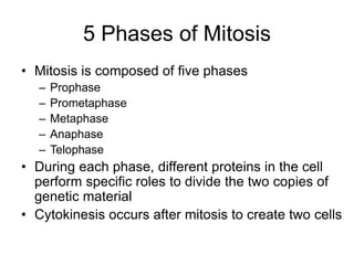Cell division in human ( M - phase and interphase) | PPT