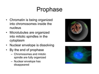 Cell division in human ( M - phase and interphase) | PPT