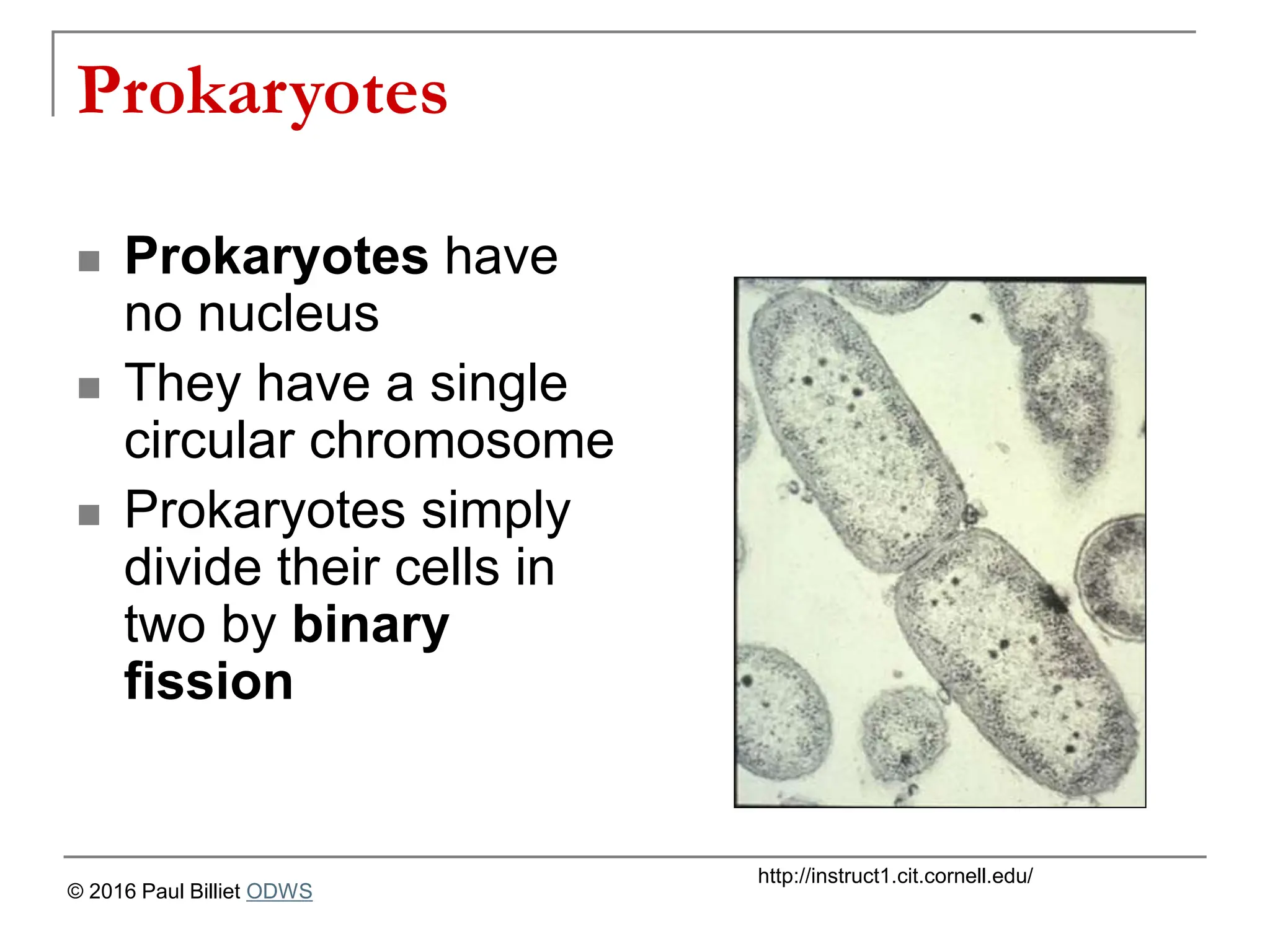 CELL DIVISION-----------------------.ppt
