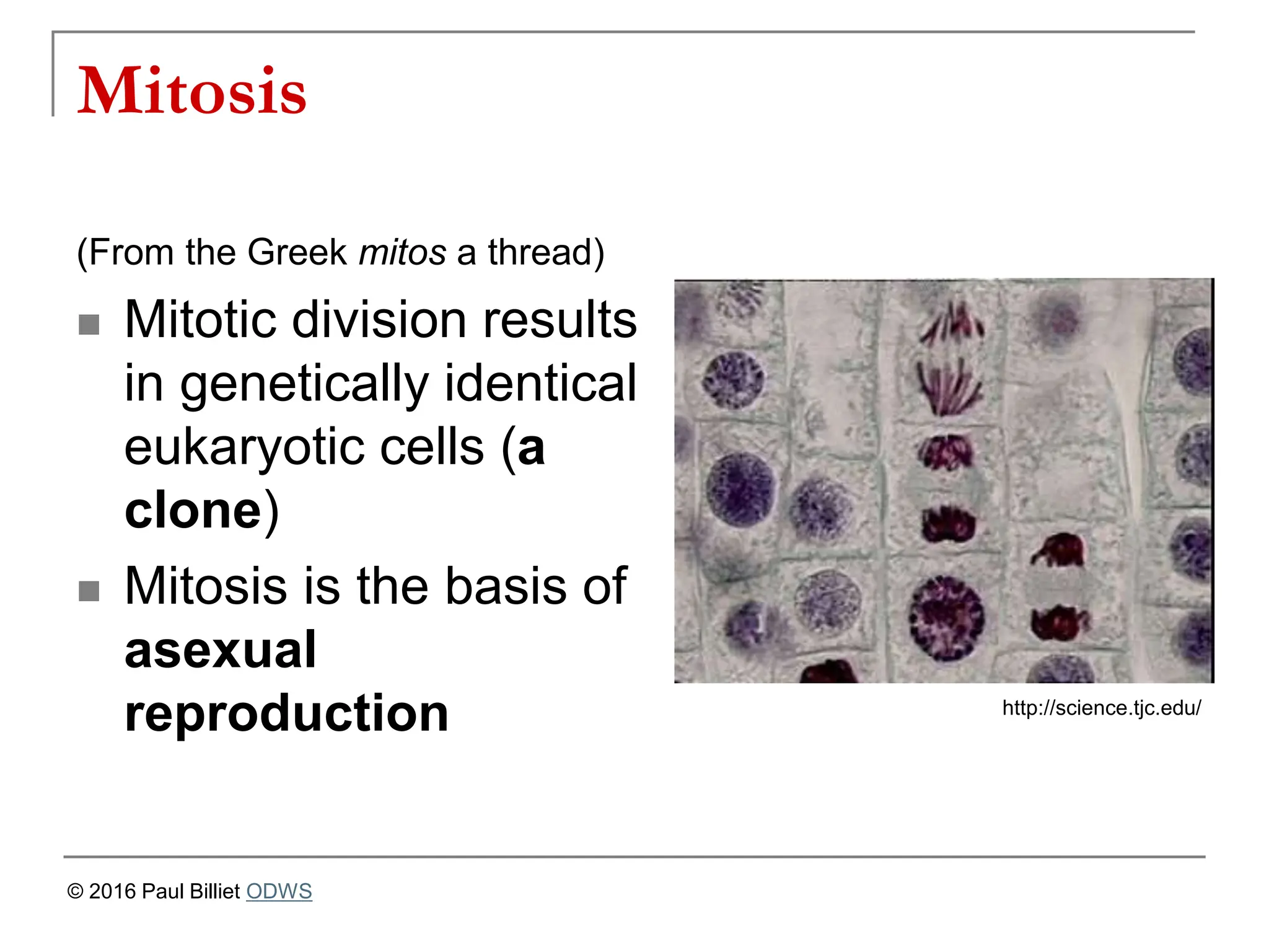 CELL DIVISION-----------------------.ppt