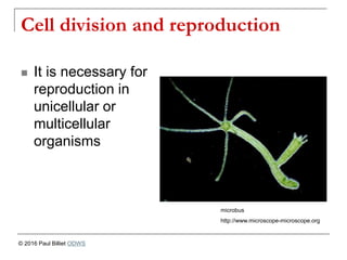 CELL DIVISION-----------------------.ppt