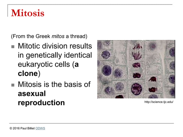 CELL DIVISION-----------------------.ppt