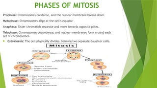 Different Types of Cell Division and it's Importance.pptx