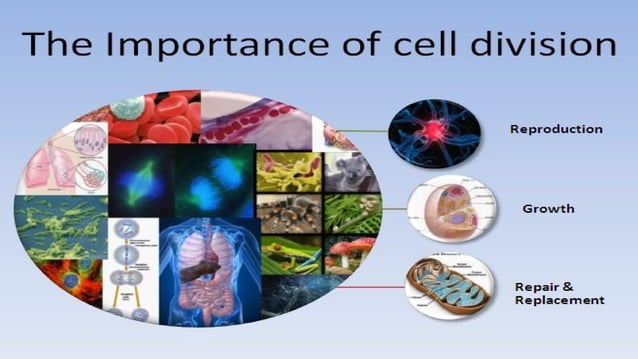 Different Types of Cell Division and it's Importance.pptx