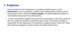 CELL DIVISION (MITOSIS AND MEIOSIS): CELL PHYSIOLOGY | PPTX
