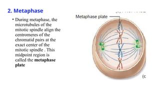 CELL DIVISION (MITOSIS AND MEIOSIS): CELL PHYSIOLOGY | PPTX