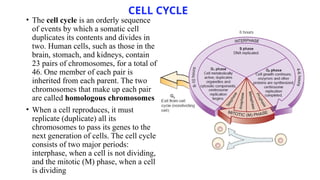 CELL DIVISION (MITOSIS AND MEIOSIS): CELL PHYSIOLOGY | PPTX