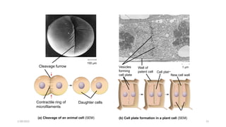 Cell Division, Cell Cycle and Abnormal Cell Divisionpptx | PPTX