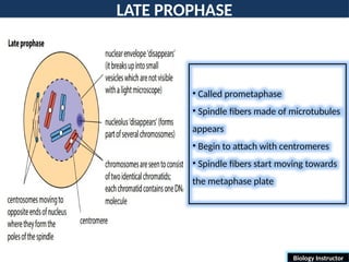 cell division.pptx mitosis meiosis| cell division | PPTX