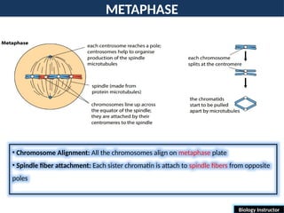 cell division.pptx mitosis meiosis| cell division | PPTX