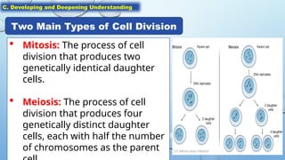 Cell Division: Cell Cycle, Mitosis and Meiosis | PPTX