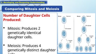 Cell Division: Cell Cycle, Mitosis and Meiosis | PPTX