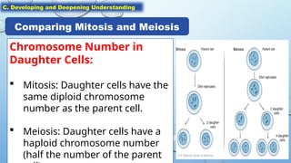 Cell Division: Cell Cycle, Mitosis and Meiosis | PPTX