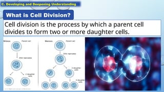 Cell Division: Cell Cycle, Mitosis and Meiosis | PPTX