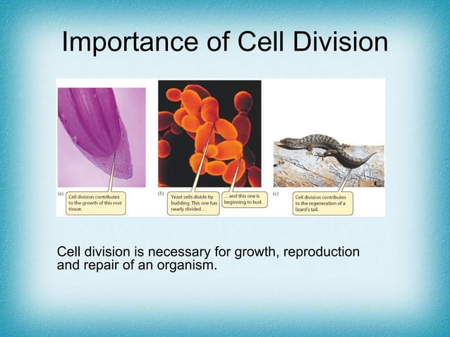 Cell division basics | PPT