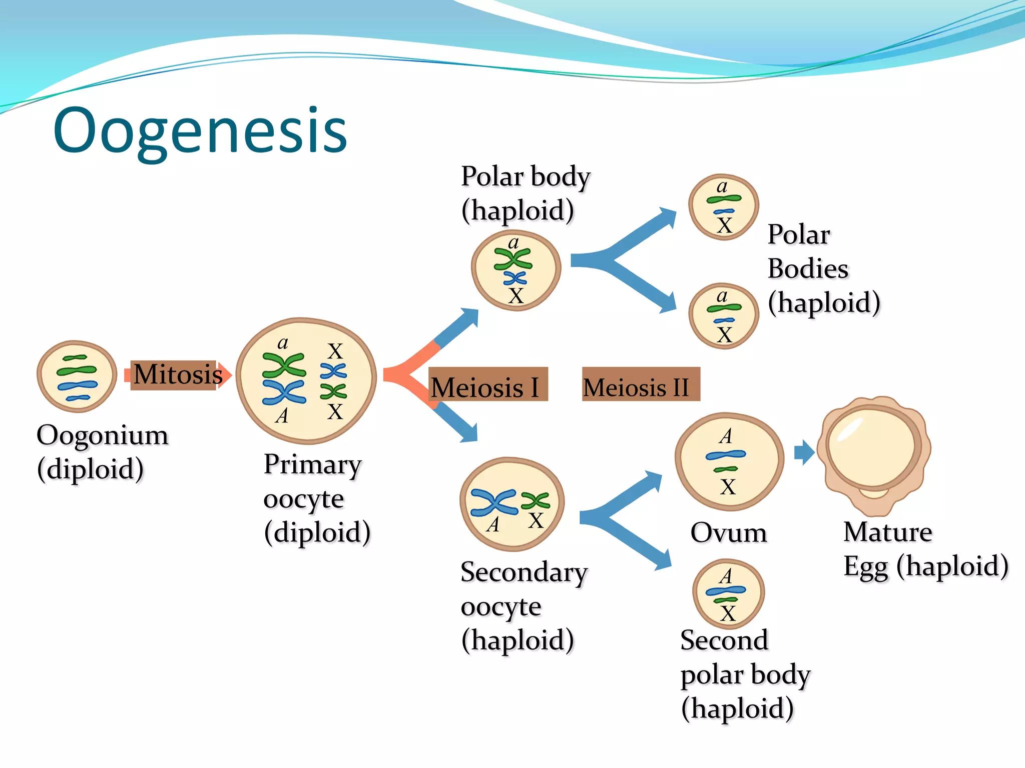 Cell division- meiosis | PPTX