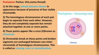 Cell Division--- Meiosis---Tarini..pptx