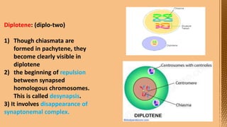 Cell Division--- Meiosis---Tarini..pptx