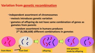 Cell Division--- Meiosis---Tarini..pptx