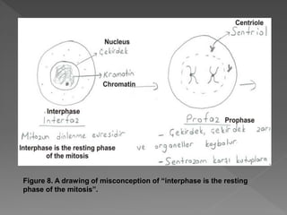 Cell division mitosis | PPTX