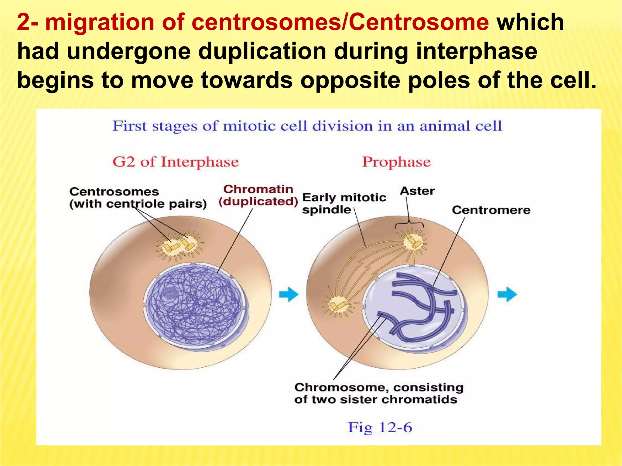 Cell division ---Mitosis | PDF